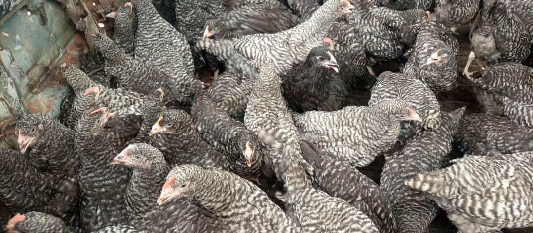 Fifty female farmers in the Upper Manya Krobo District have taken ...